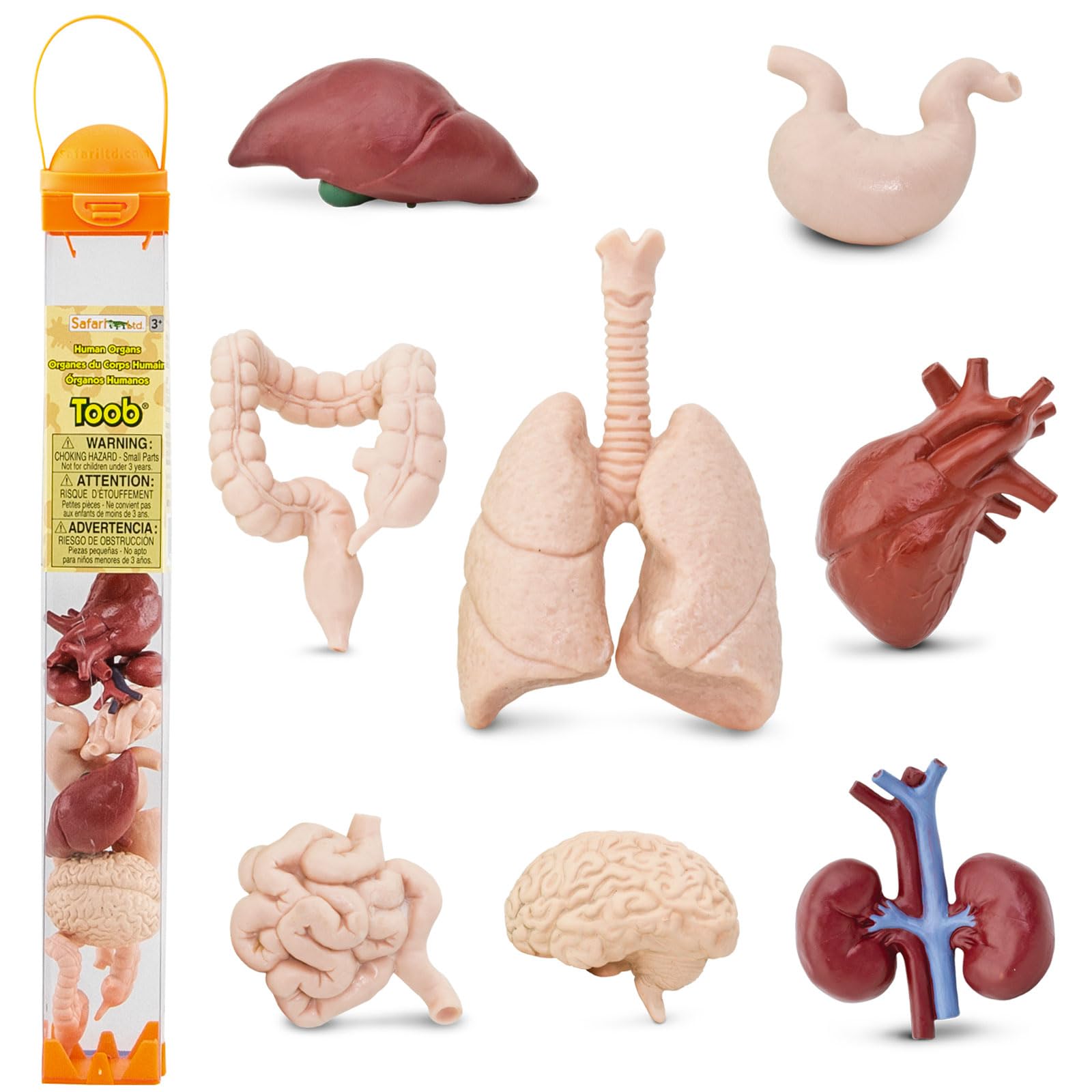 Mua Human Organs TOOB - 8 Mini Figurines Including Brain, Heart, Lungs ...