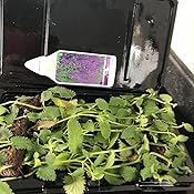 Pack x6 Nepeta Faassenii 'Six Hills Giant' Catmint Perennial Garden Plug Plants: Amazon.co.uk ...