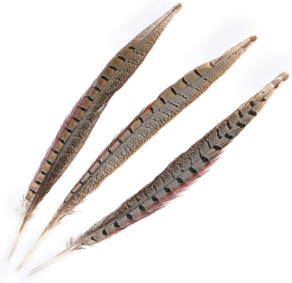 ERGEOB Federn, Fasan Federn, 25-30cm/ 10-12 Zoll Länge Fasan ...