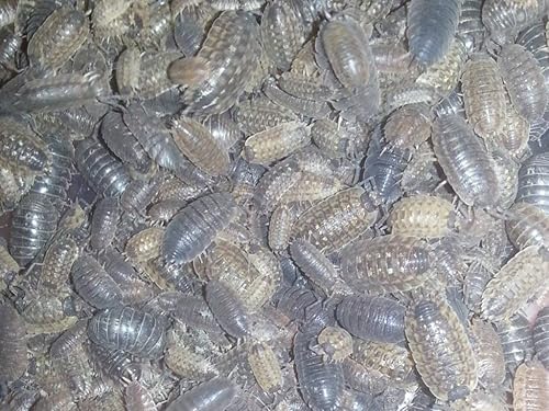 Pocket Pets Fast Producing Roly Polys (35 Rolie Polie Isopods) in ...