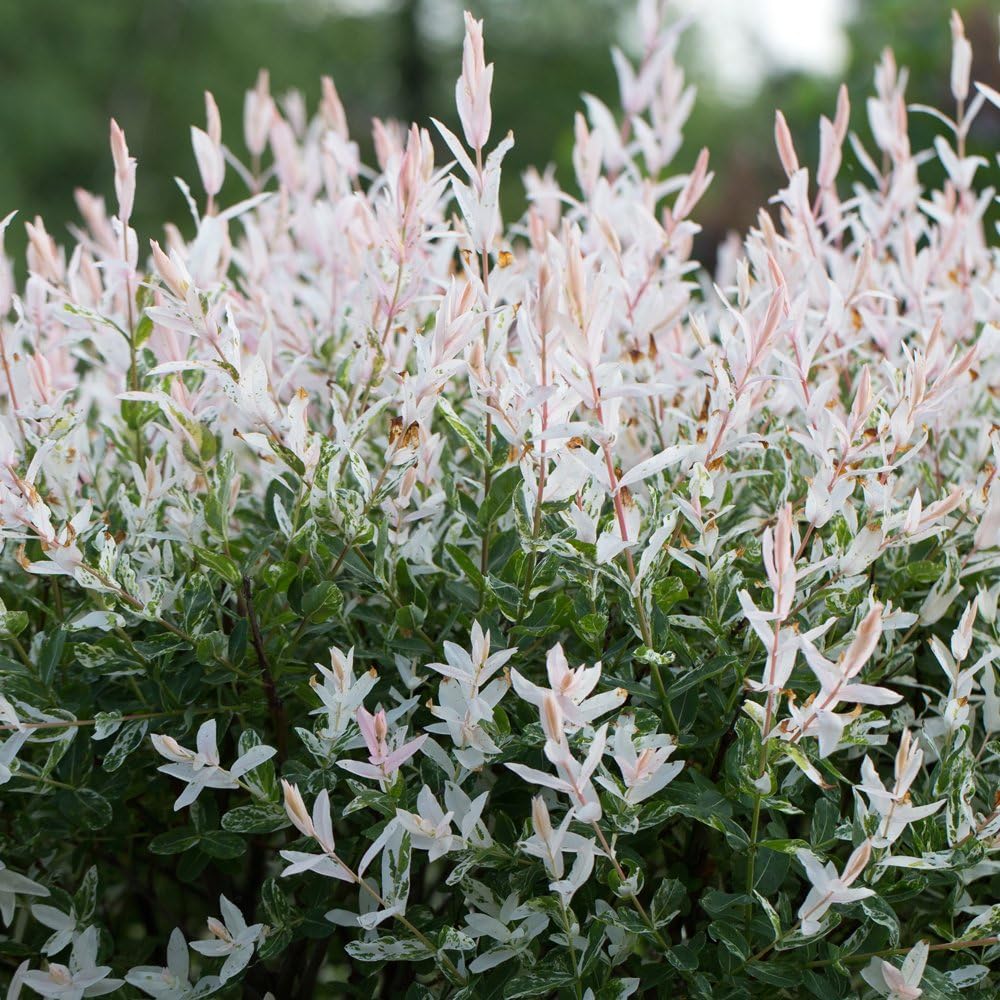 Willow Tree Standard Salix Flaming Shrimp Hardy Shrub Full of Colour, 1 ...