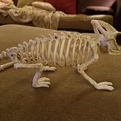 Amazon.com: Crazy Bonez Skeleton Lizard: Toys & Games