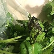Cilantro, One Bunch: Amazon.com: Grocery & Gourmet Food