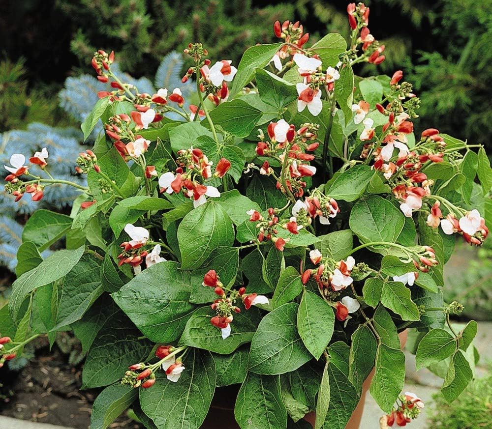 Thompson & Morgan – Vegetables – Dwarf Runner Bean Hestia – 30 Seed ...