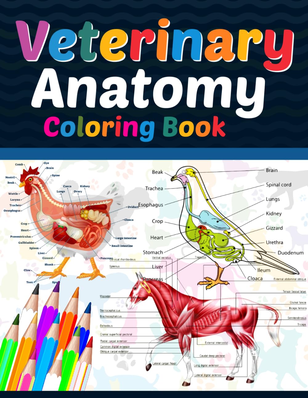 Mua Veterinary Anatomy Coloring Book: Veterinary Anatomy Coloring Book ...