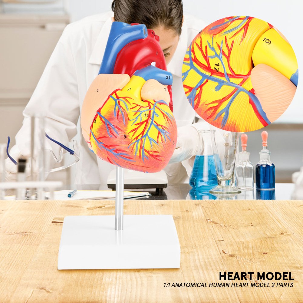 Medical Human Heart Model Anatomical 2 Parts 1:1 for School Hospital ...