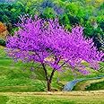 Amazon.com : Potted Eastern Red Bud Trees Live Plants, Redbud Tree for ...