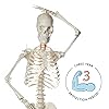 Flexible Life-Size Skeleton Anatomical Model Bundle, 5' 6" Anatomical ...
