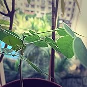 Buy MahaGro® All Purpose Organic Natural-Bio Plant Fertilizer- 900g ...