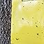 Amazon.com : Trapro Yellow Dual-Sided Sticky Fly Traps for Plant Insect ...