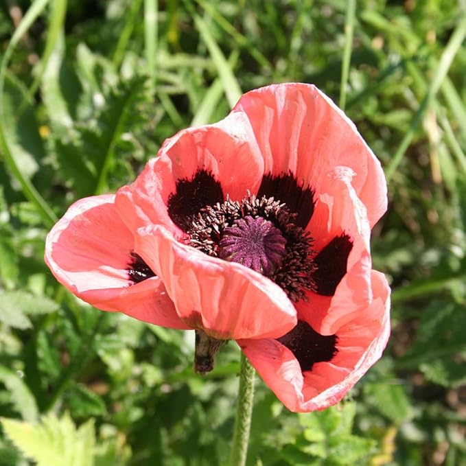 Oriental Poppy Queen Alexandra Seeds: Amazon.co.uk: Garden & Outdoors