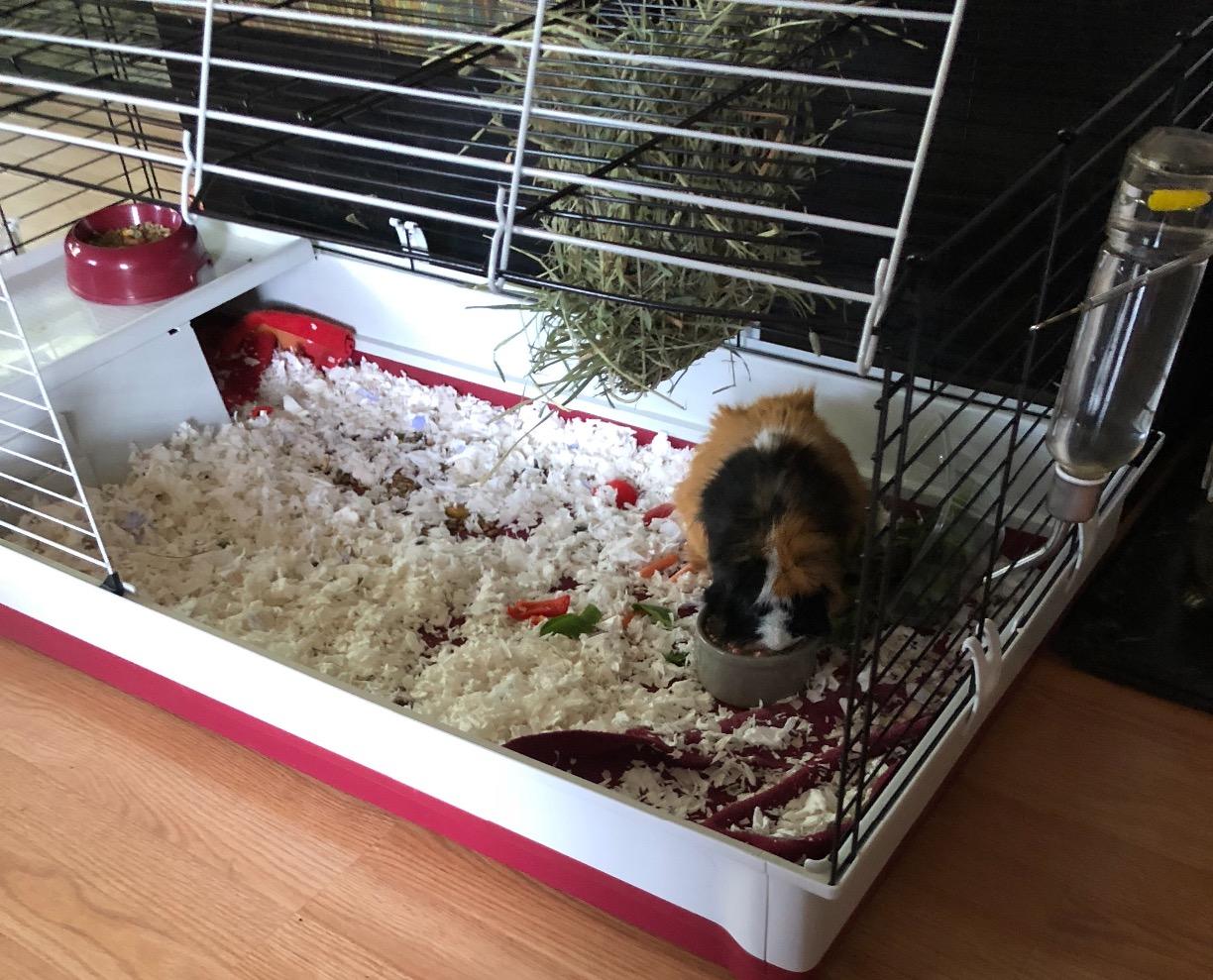 $13/mo - Finance MidWest Homes for Pets Wabbitat Deluxe Rabbit Home Kit ...