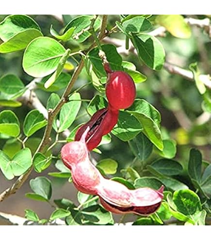 Guamuchiles Tree