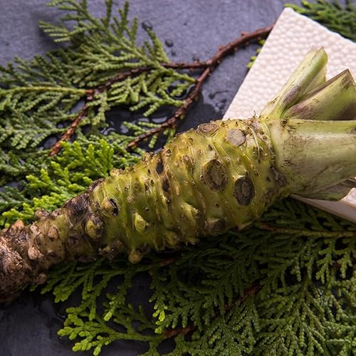 3 Pack of 150 Seeds - Wasabi Seeds | Japanese Horseradish/Wasabia ...