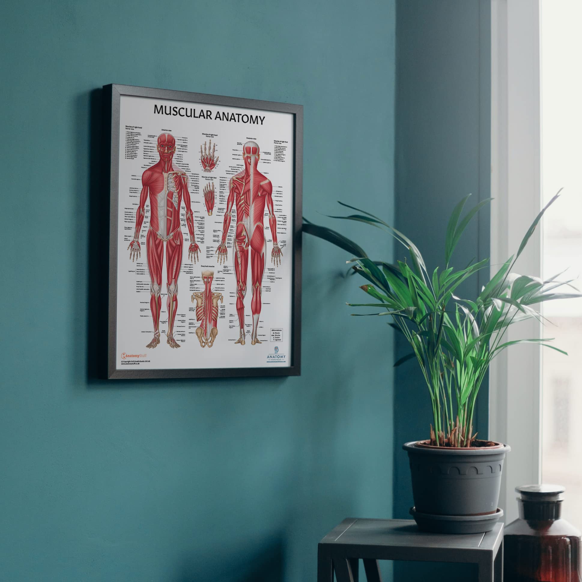 Mua Anatomy Lab 2 PACK Muscular and Skeletal Anatomy Poster Set ...