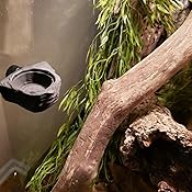 Amazon.com : Pangea Mini Magnetic Gecko Feeder Ledge : Pet Supplies