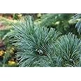 Amazon.com : Morris Blue Dwarf Korean Pine - A Source of Pine Nuts - 2 ...