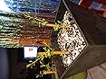 Amazon.com : 4 Flame Willow Tree Cuttings - Vibrant Orange and Red Bark ...