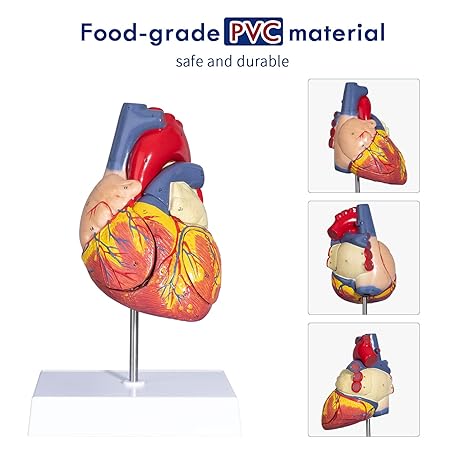 Mua LVCHEN 2X Enlarged Anatomical Heart Model - Human Heart Model with ...