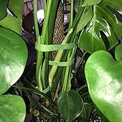 Amazon.com : VELCRO Brand VEL-30089-AMS Wide Garden Ties for Strong ...