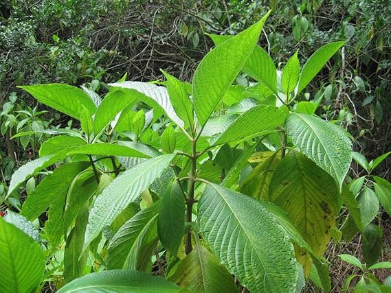 Basak,Malabar Nut Herbal Plant by VANATHI (Justicia Adhatoda): Amazon ...