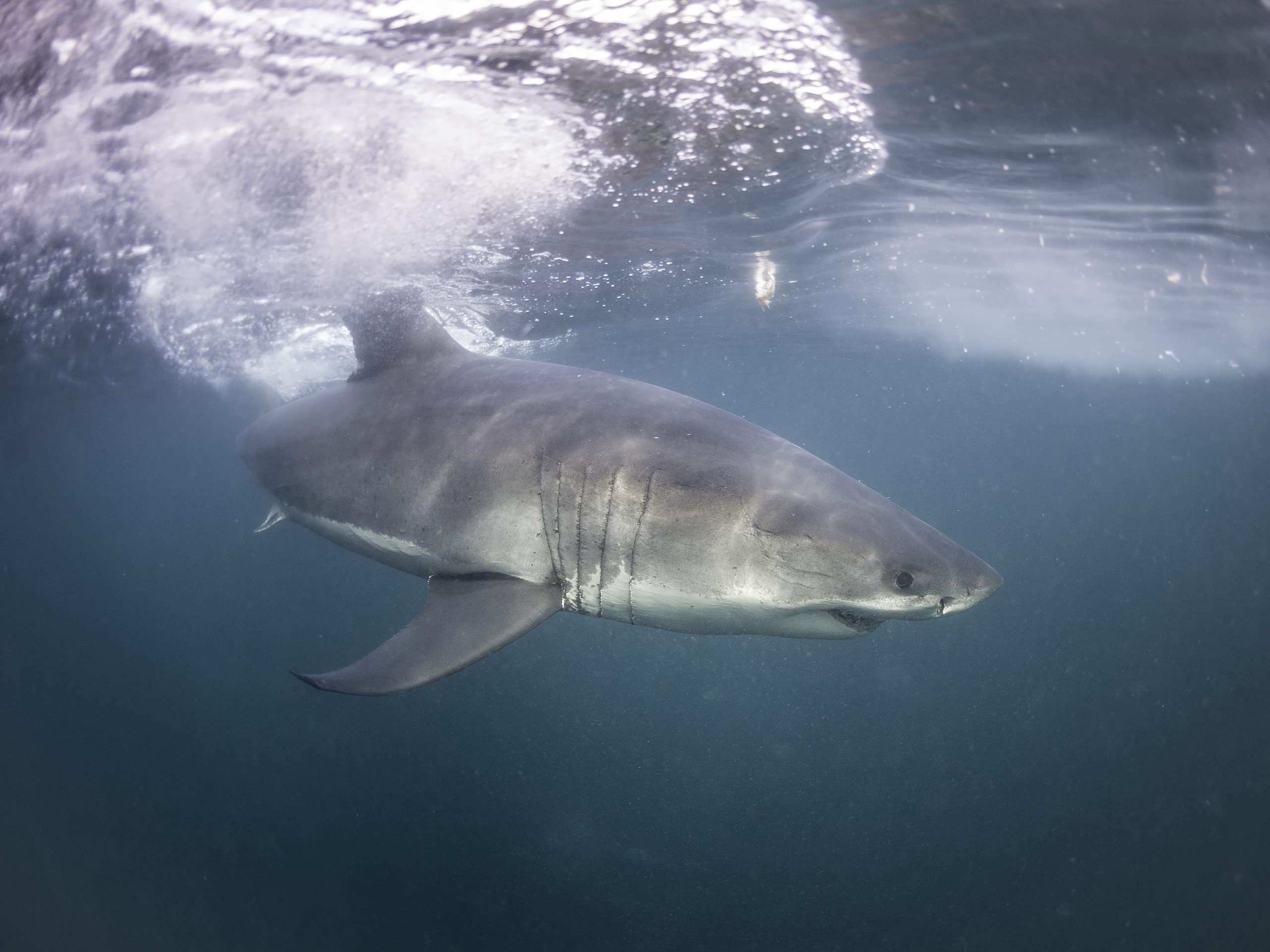 Watch Mark Rober's Shark Experiment - Season 1 | Prime Video