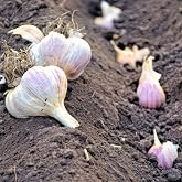 Amazon.com : 6 Pack of Fresh Garlic Bulb - Great for Planting and ...