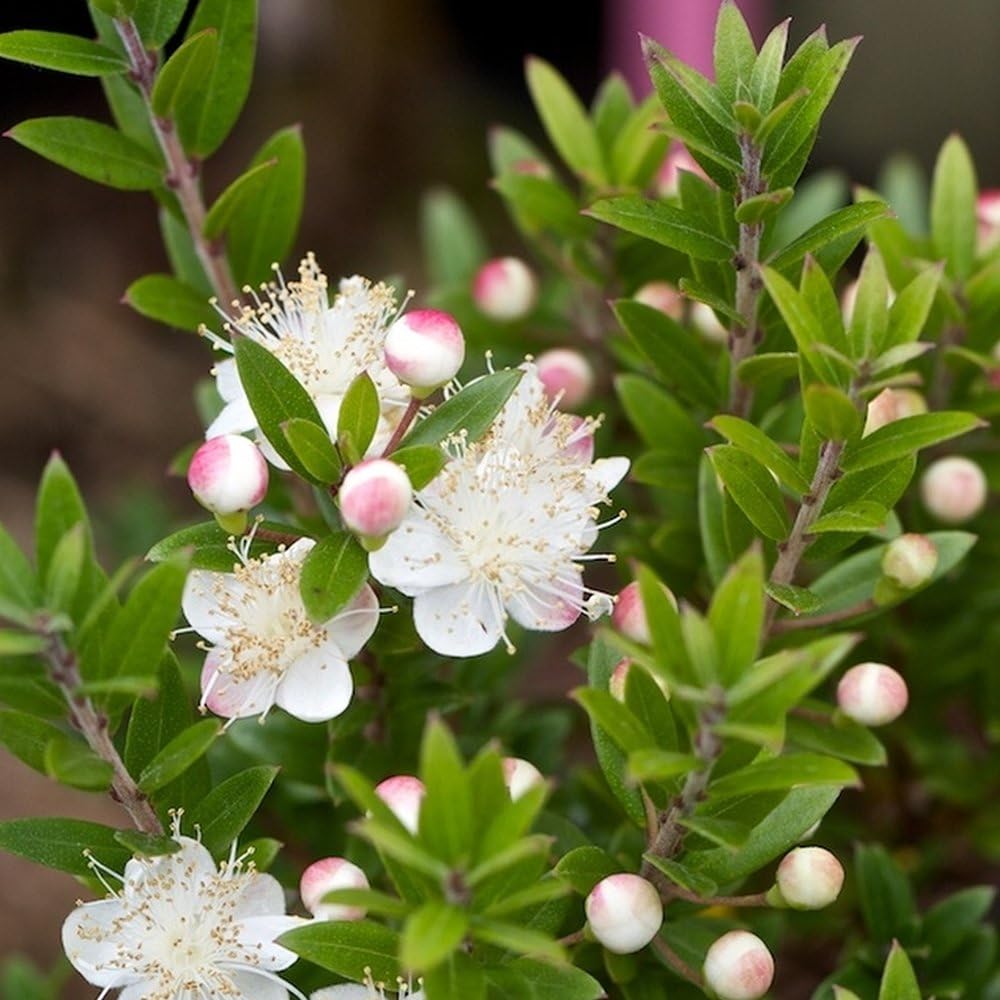 3 X MYRTUS 'TARENTINA' Tarentum Myrtle Evergreen Shrub Hardy Garden ...