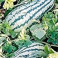 Amazon.com : Georgia Rattlesnake Watermelon Seeds - Large Heirloom ...