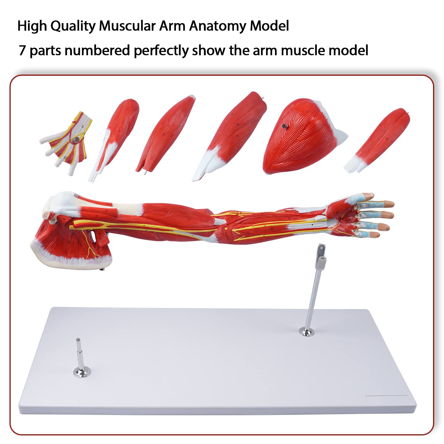 Mua Muscular Arm Anatomy Model, Life Size Arm Model Anatomy Model ...