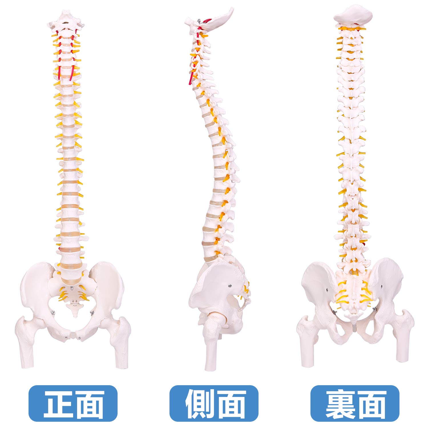 Mua (Physical The) Spinal Model, 35.4 inches (90 cm), Spinal Vertebra ...