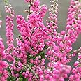 Amazon.com : Palm Beach Medicinal Herbs - Heather (Calluna vulgaris ...