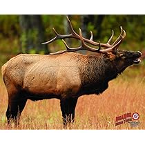 Hunting Shot Placement Elk Vitals Paper Targets - 24x20 Inch Broadside ...