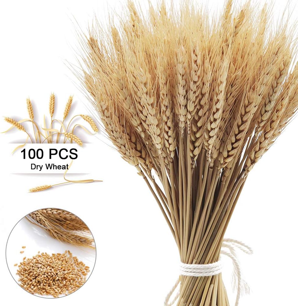 JUSTIDEA Dried Natural Wheat Stalks Bundle Large Grass Bouquet Golden ...