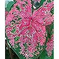 Amazon.com : Fire Chief Caladium Bulbs - Large Size Root - Vibrant Red ...