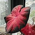 Amazon.com : SEBIOLA Caladium Seeds 300 Count – Striking Black-Edged ...