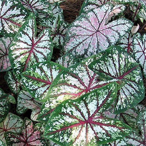 Red and White Caladium Celebration (3 Large Caladium Bulbs) Colorful ...