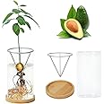 Amazon.com: Bylion Avocado Tree Growing Kits, Avocado Growing Vase ...