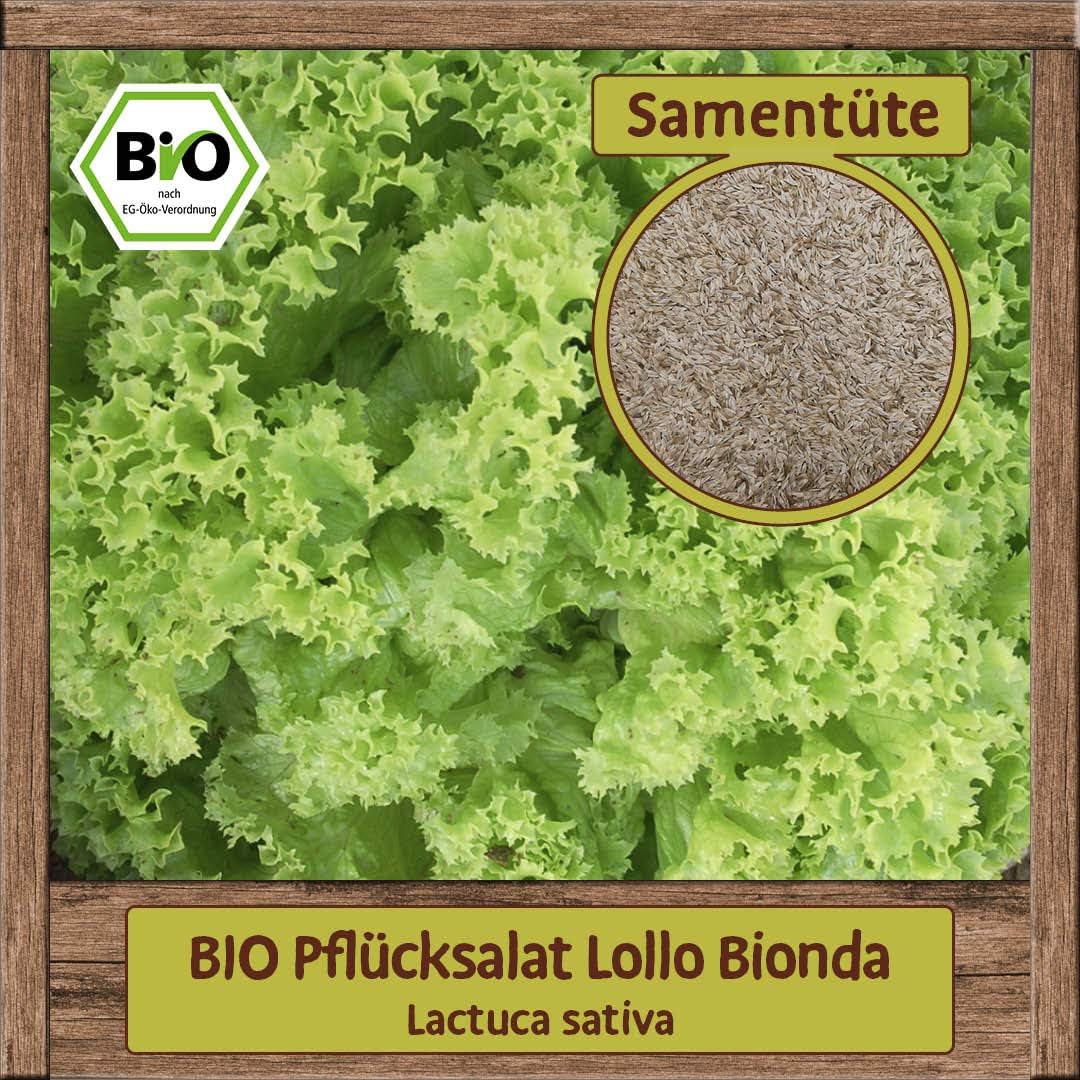 BIO grüner Salat Samen Lollo Bionda Saatgut Pflücksalat Gemüsesamen ...