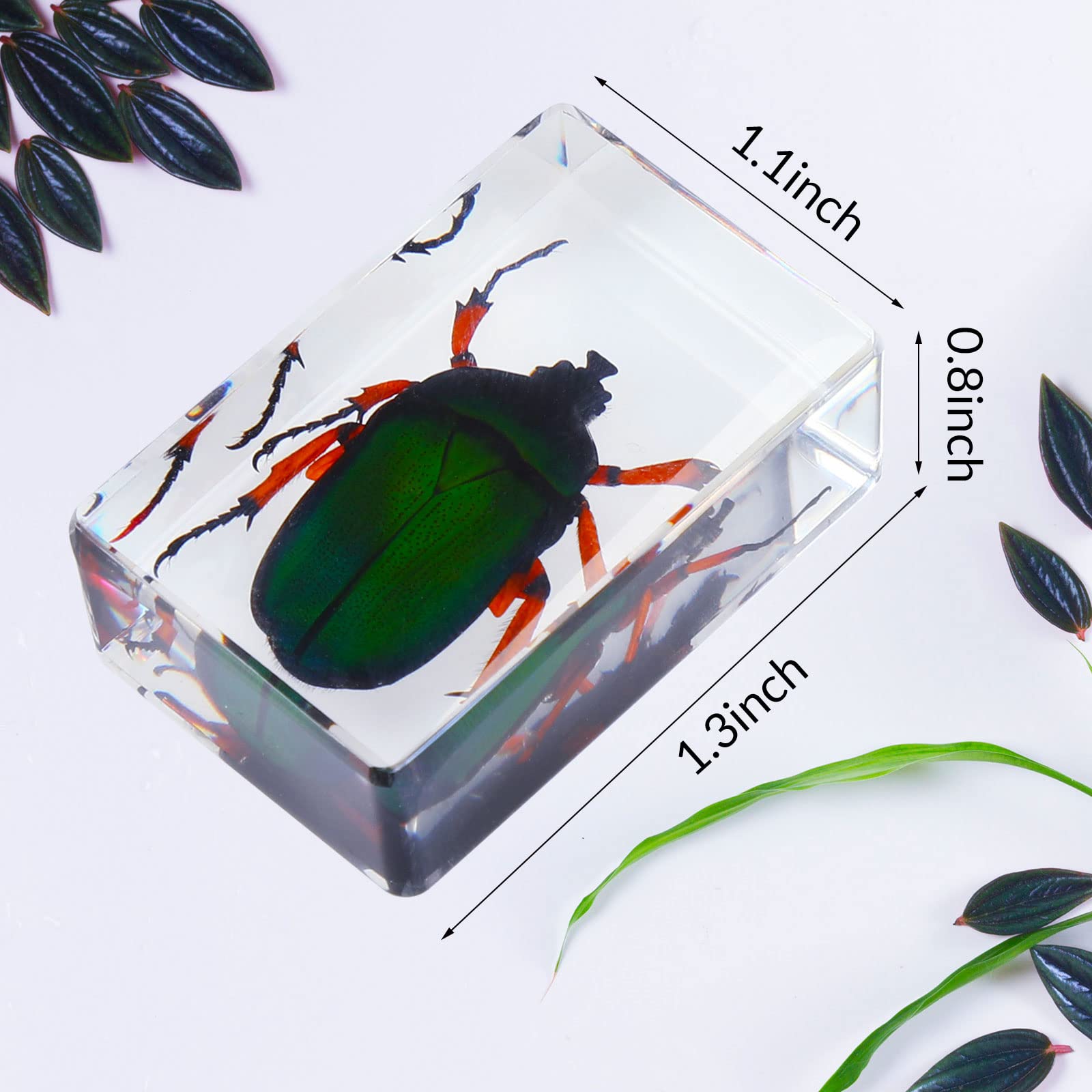 Mua 40 Pcs Insect in Resin Specimen Bugs Collection Paperweights Real Bugs in Resin Various ...