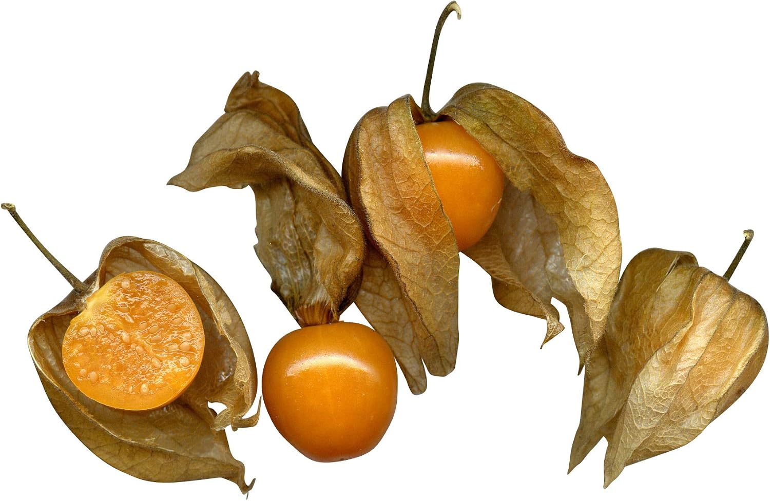 Organic Ground Cherry Seeds Aunt Molly Delicious And Unusual Fruit organic-ground-cherry-seeds-aunt-molly-delicious-and-unusual-fruit