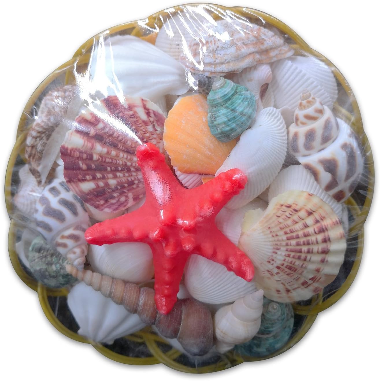 Amazon.com: QTKJ Sea Shells Mixed Ocean Beach Seashells with Basket ...