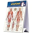 Anatomy (Quick Study Easel): Perez, Vincent: 9781423225836: Amazon.com ...