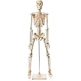 Amazon.com: Anatomical Human Skeleton Model - 1/2 Life Sized - 85 cm ...