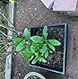 Amazon.com : Bitter Leaf Plant – Vernonia amygdalina. Great Herbal ...