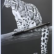 Amazon.com: Intricate Ink: Animals in Detail Volume 3, A Coloring Book ...