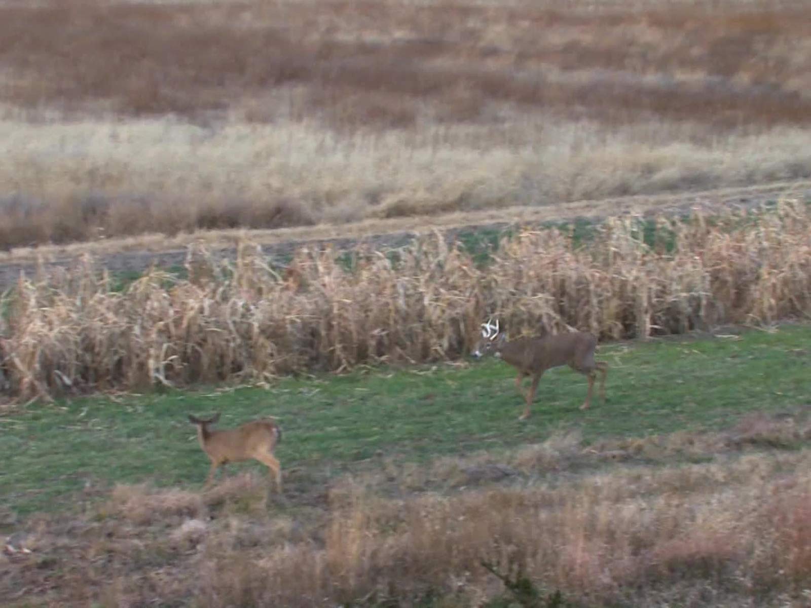 Watch Whitetail SLAM - Season 5 | Prime Video