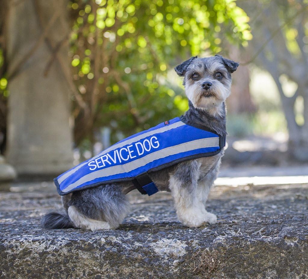 SERVICE DOG (Do Not Disturb/Dog Is Working) Blue Colour Coded S M L ...