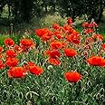 Amazon.com : Outsidepride Red Poppy Seeds for Planting - 5 lbs. Annual ...
