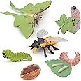 Amazon.com: BRETOYIN Life Cycle of a Luna Moth and Bee - 8PCS Lifecycle ...